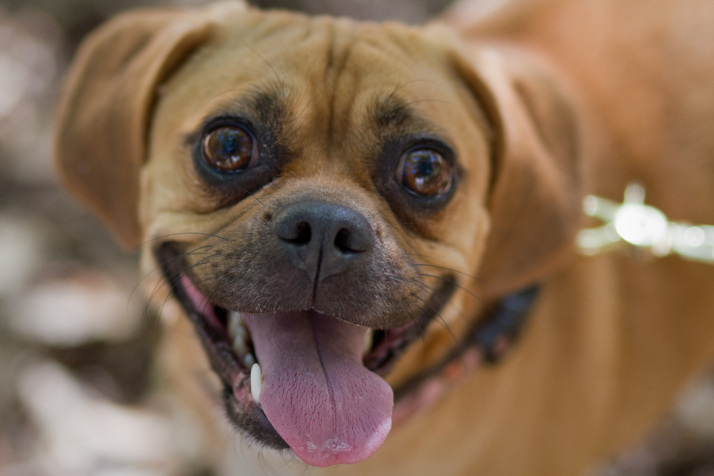 Nutmeg | Puggles & Pitties